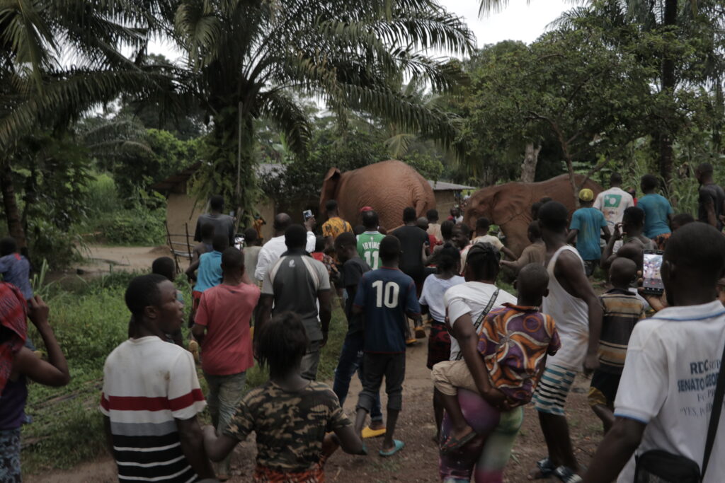 Elephants Raid Farms Around Proposed Park - The DayLight