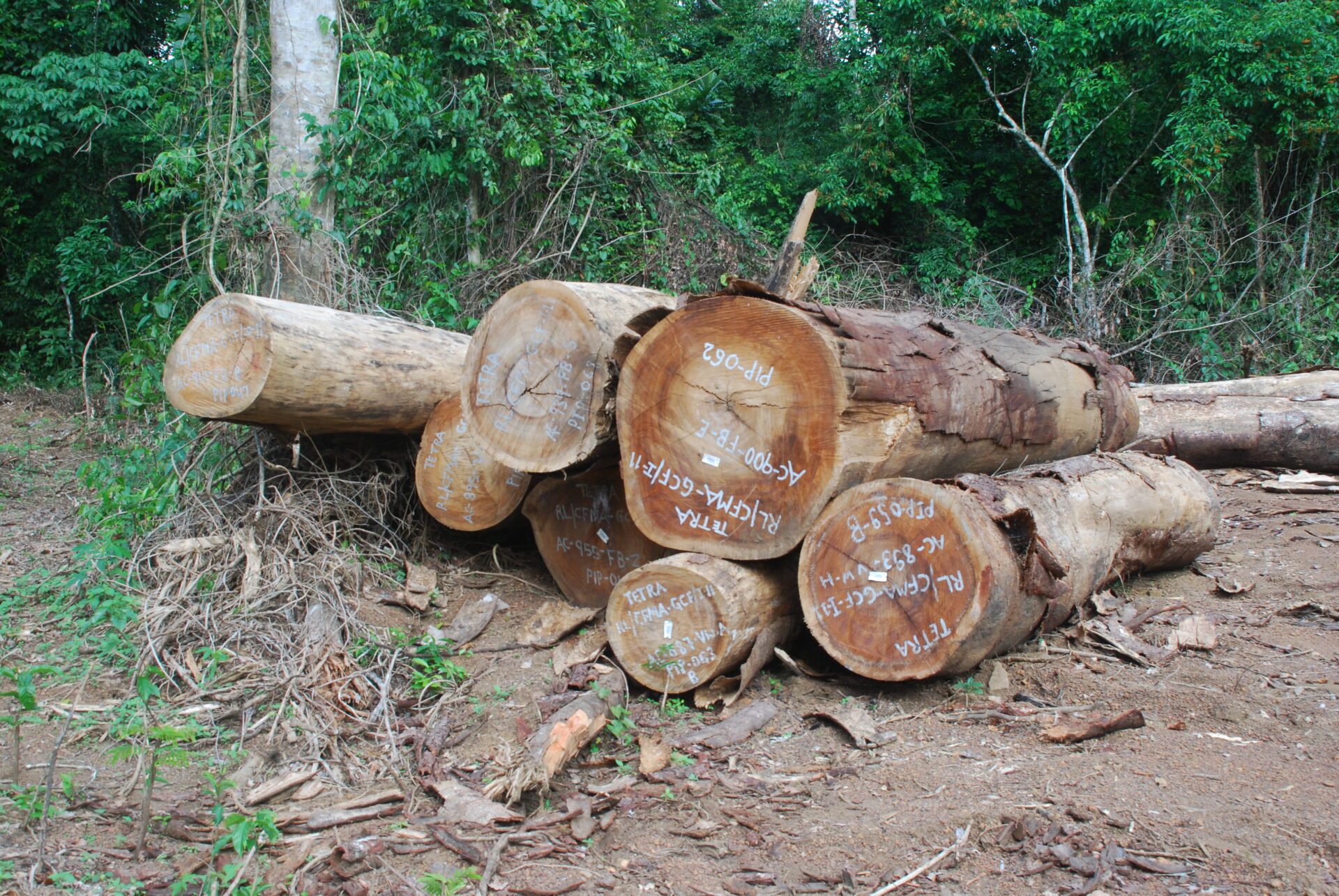 Illegal Company Abandons Some 6,000 Logs in River Cess - The DayLight