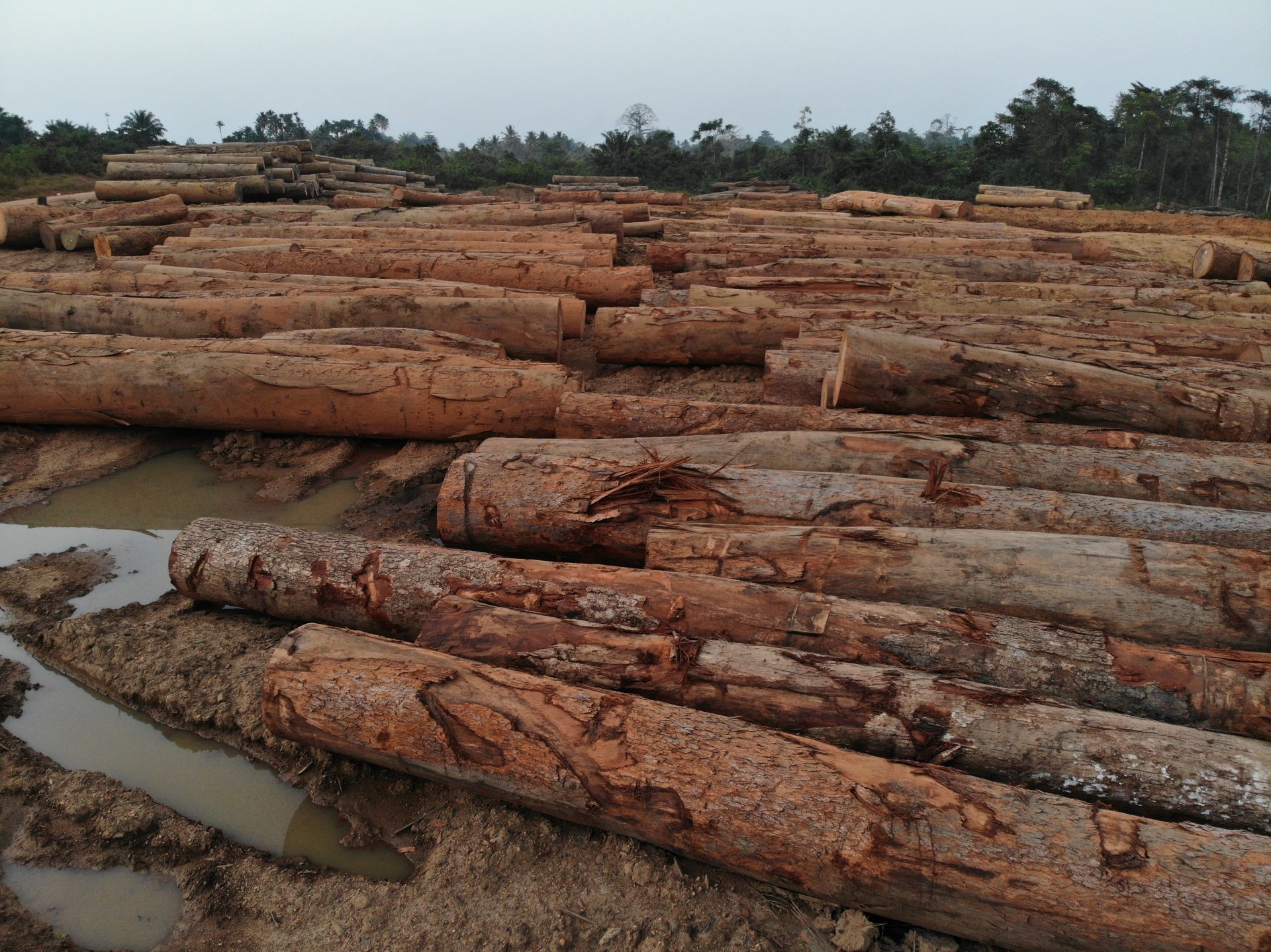 More Evidence Emerges FDA Permitted Illegal Timber Export - The DayLight