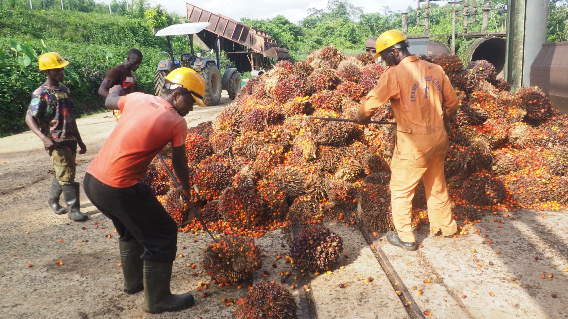Sinoe Superintendent Supports Illegal Oil Palm Operations - The DayLight