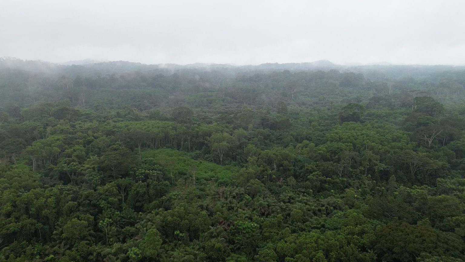 Community Forest Signs Logging Deal Amid Issues - The DayLight